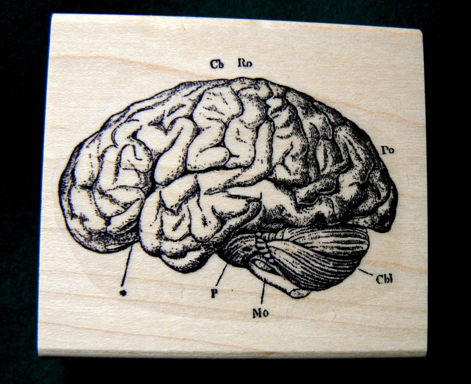 Human Brain-anatomy Rubber Stamp WM P27 - Etsy
