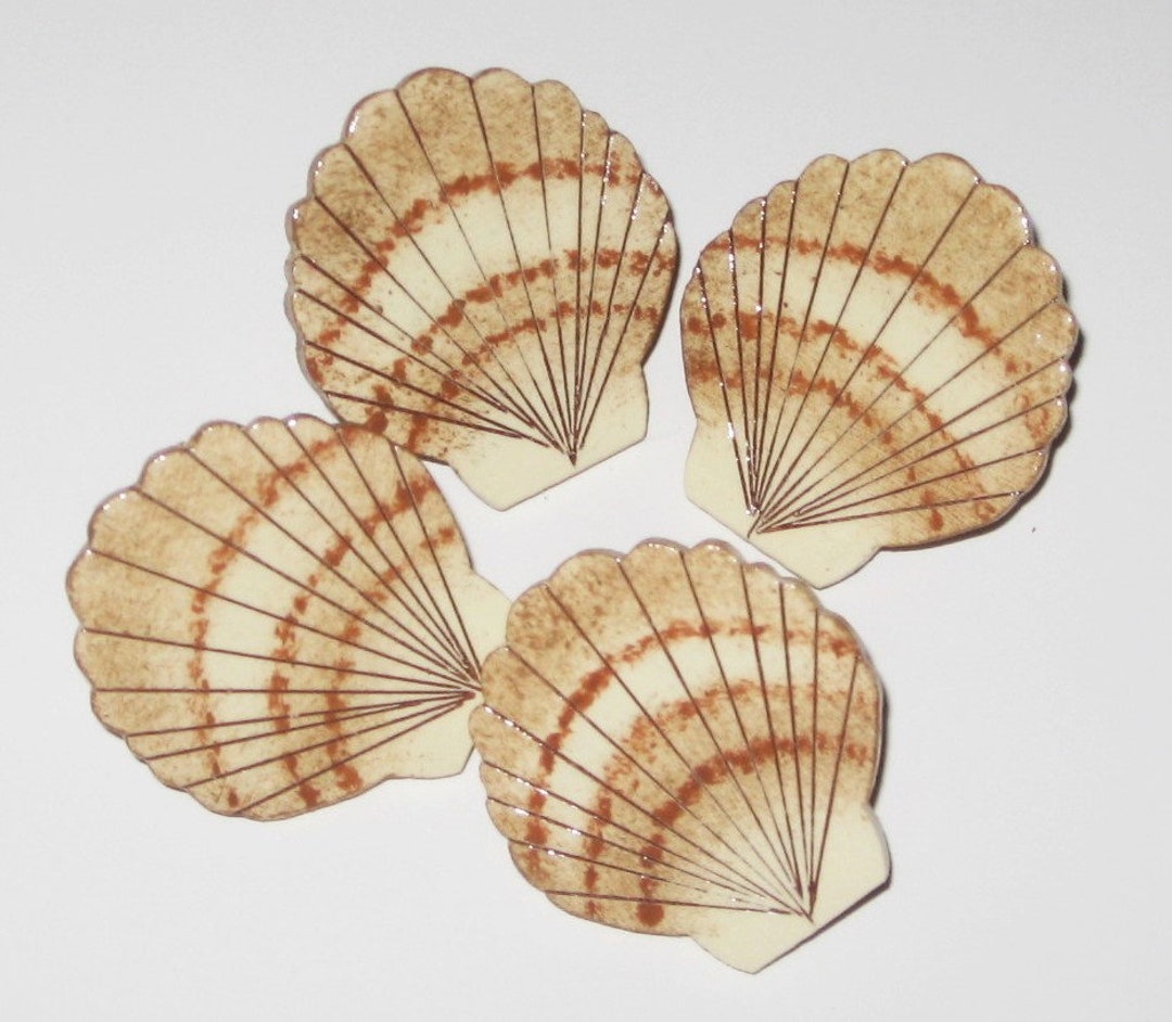 Shell Push Pins Sea Shell Pins Bulletin Board Push Pins - Etsy