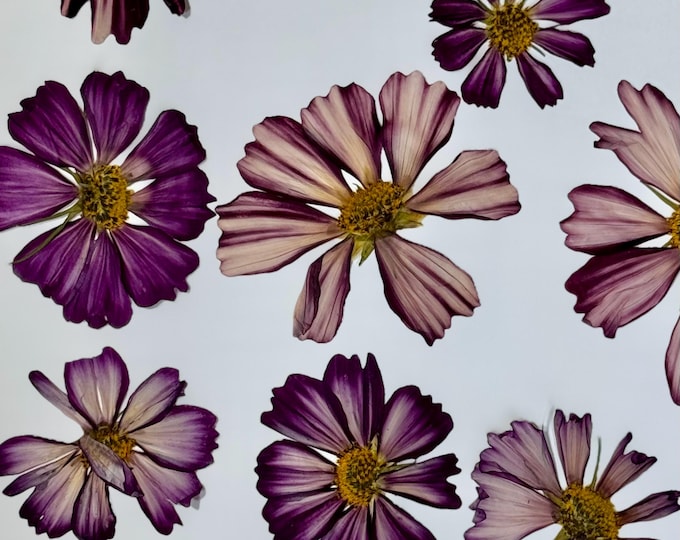 Red Stripe Cosmos Pressed Flowers for Eco Printing, Card Making, Resin ...