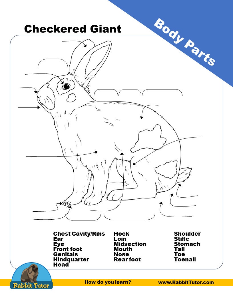 Showmanship Rabbit Body Parts - Etsy