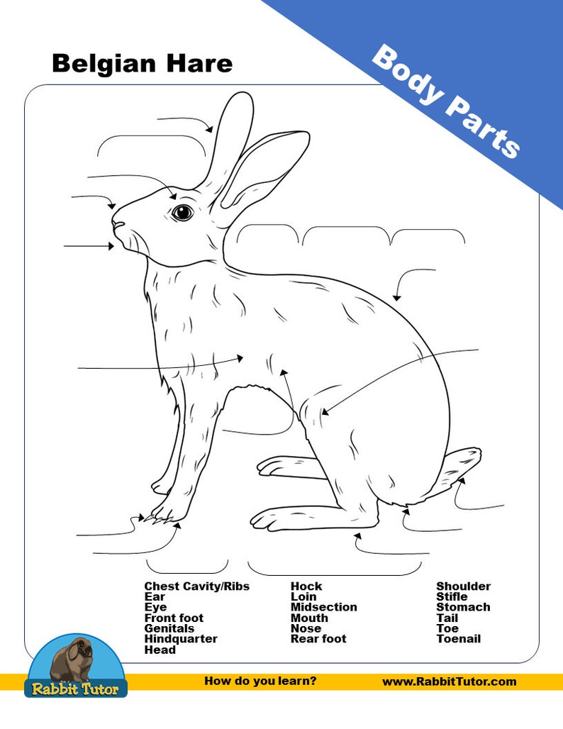 Showmanship Rabbit Body Parts - Etsy