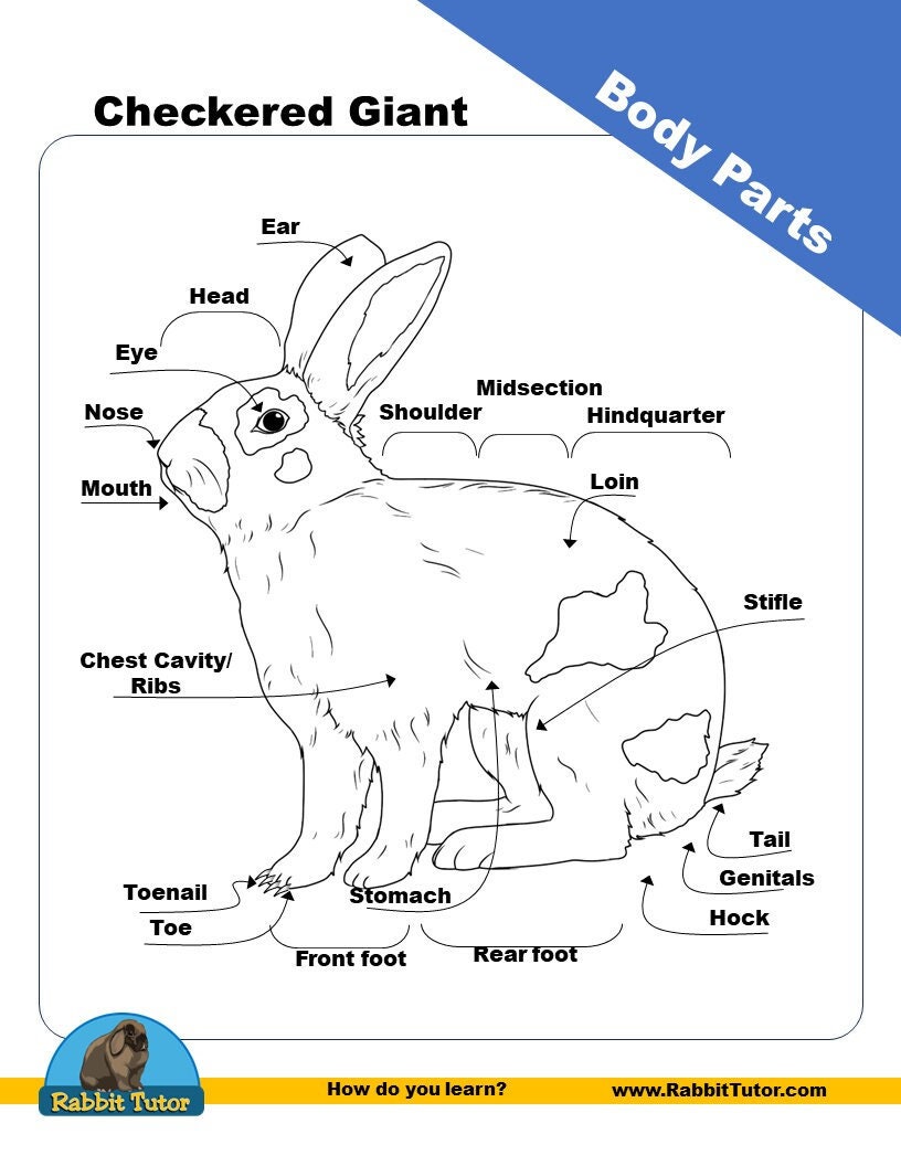 Showmanship Rabbit Body Parts - Etsy