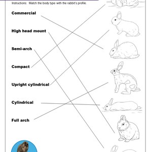 Rabbit Breeds - Etsy