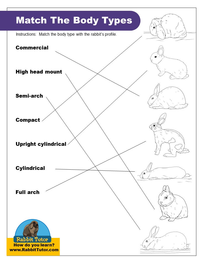 Rabbit Breeds - Etsy