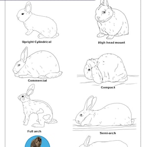 Rabbit Breeds - Etsy
