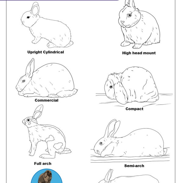Rabbit Breeds - Etsy