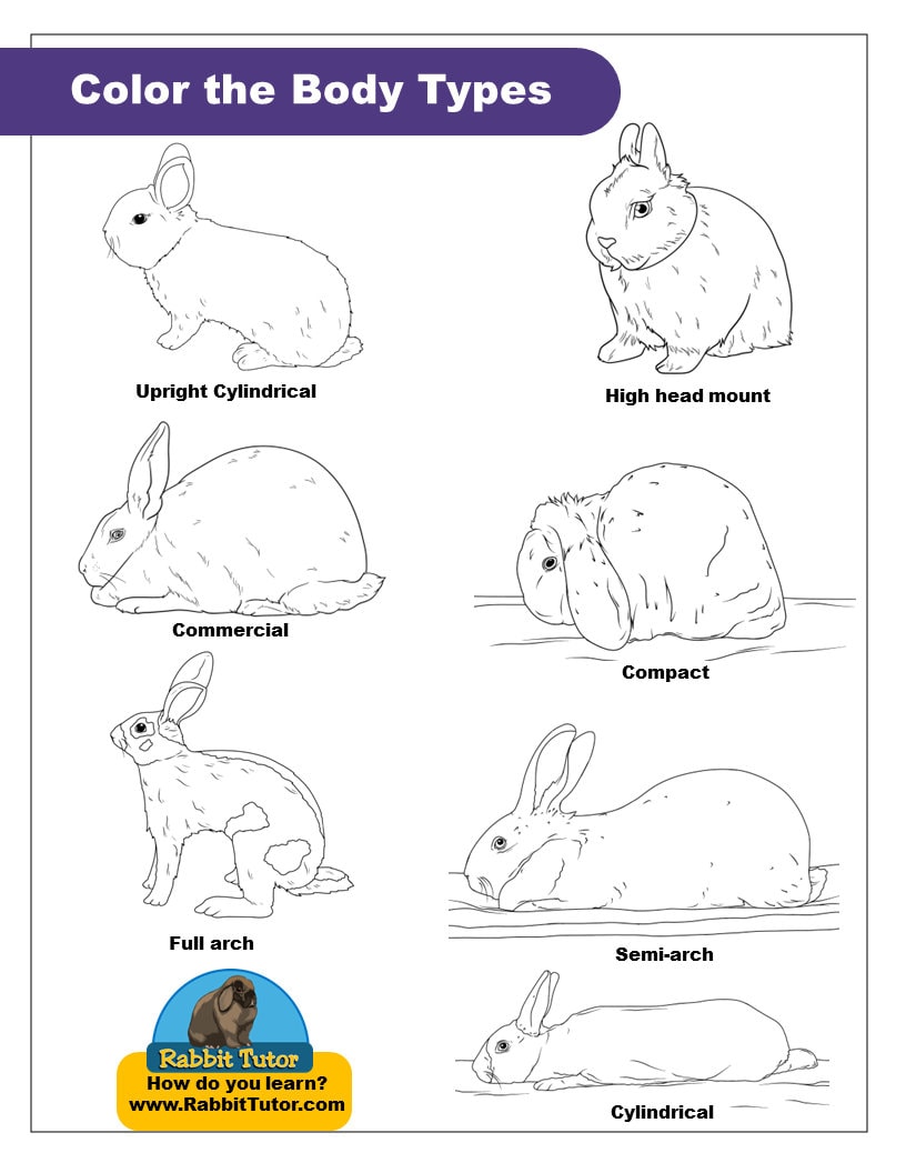 Rabbit Breeds - Etsy