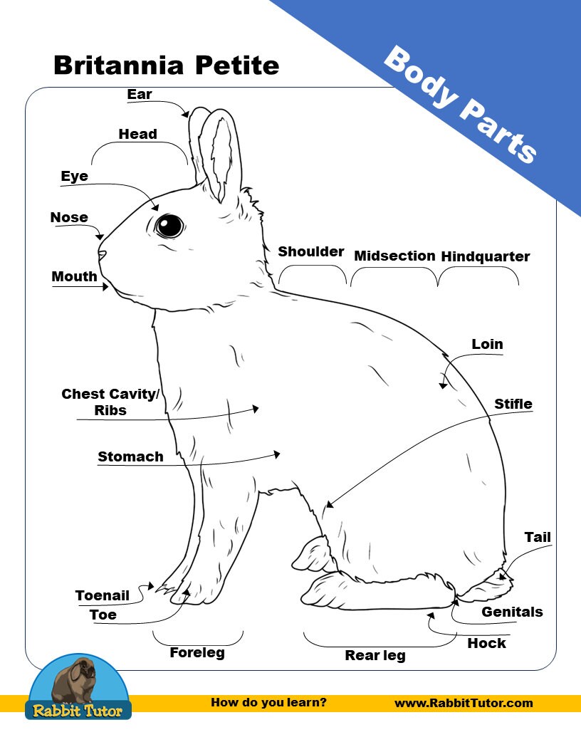 Showmanship Rabbit Body Parts - Etsy