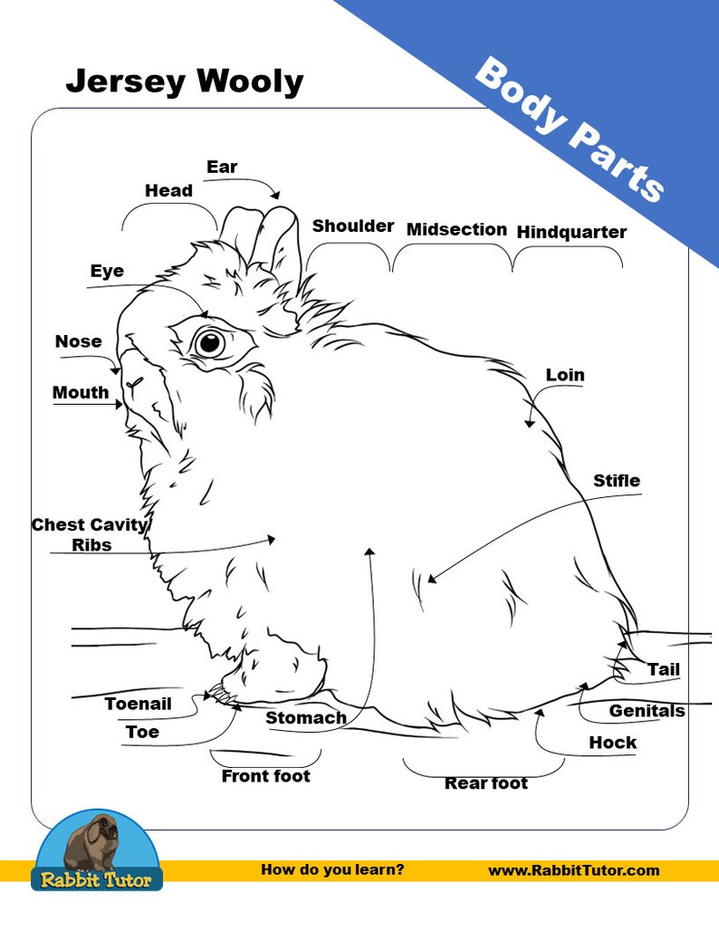 Showmanship Rabbit Body Parts - Etsy