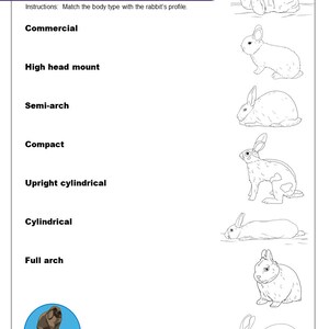 Rabbit Breeds - Etsy