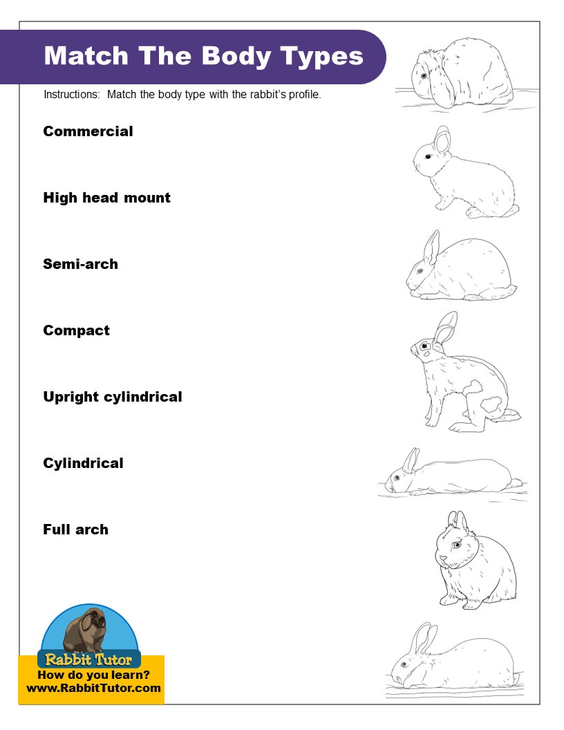 Rabbit Breeds - Etsy