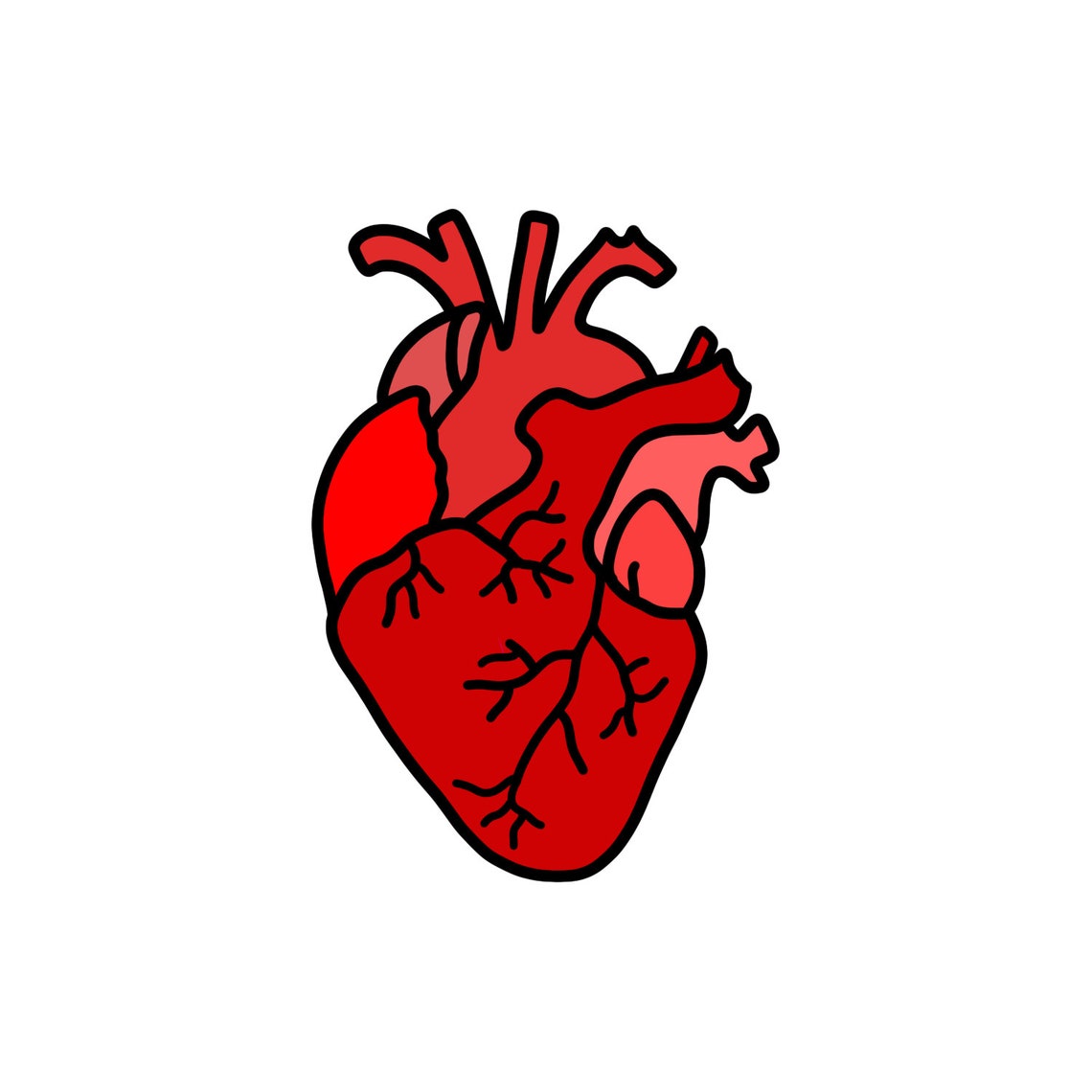 Anatomical Red Heart - Etsy
