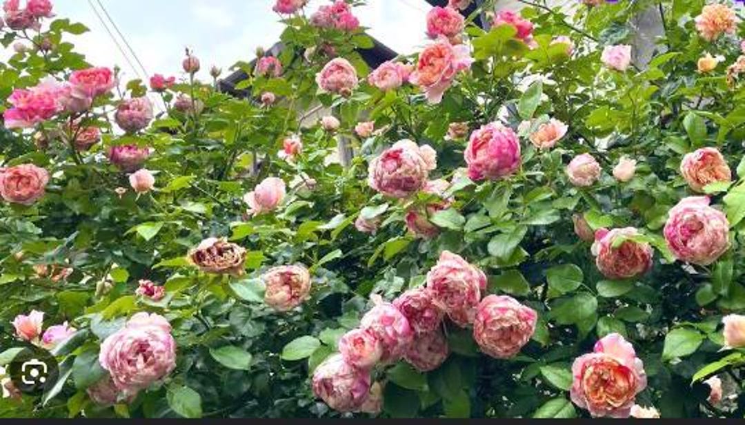 Rooted Rose Plant Édouard Manet 4 Inch Pot - Etsy