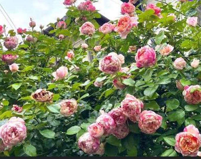 Rooted Rose Plant Édouard Manet 4 Inch Pot - Etsy