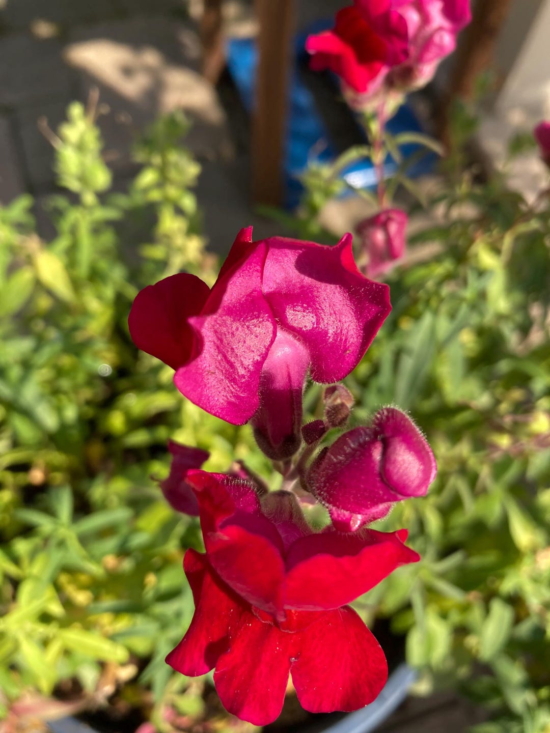 50 Burgundy Color Snapdragon Seeds - Etsy