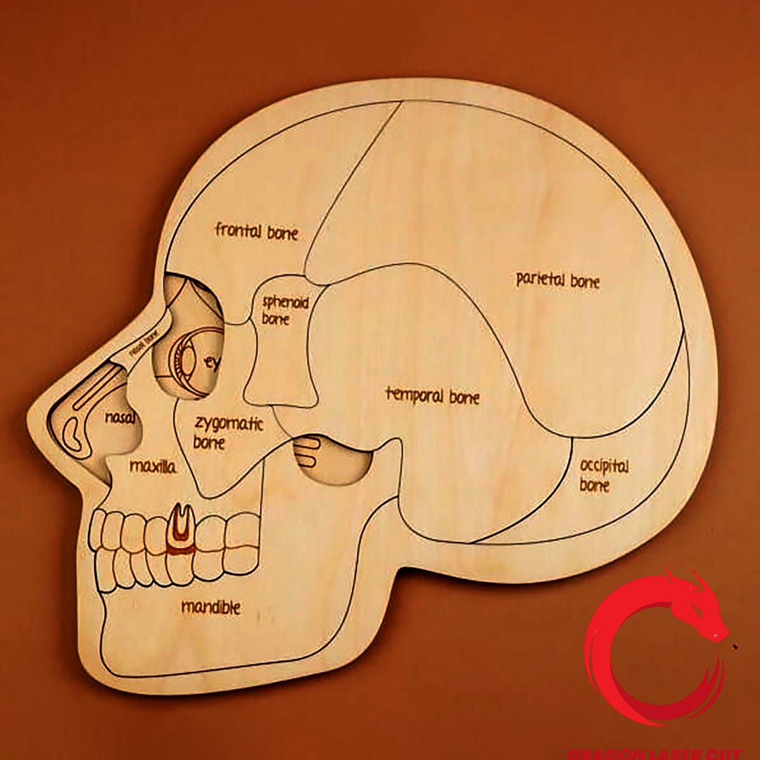 Laser Cut Human Head Brain Anatomy Wooden Puzzle SVG Bundle Glowforge ...