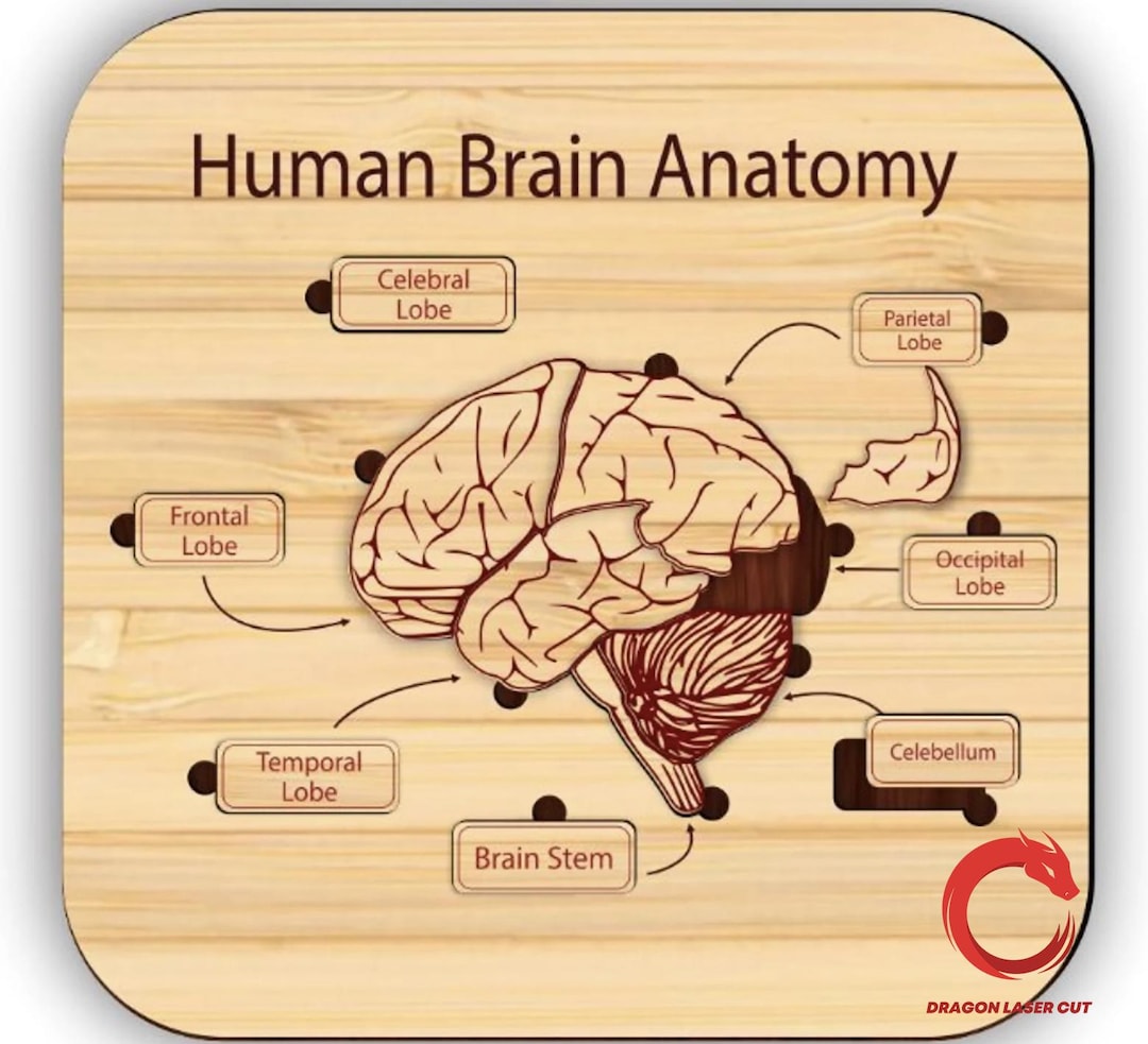 Laser Cut Human Brain Anatomy Wooden Puzzle SVG Bundle Glowforge Laser ...