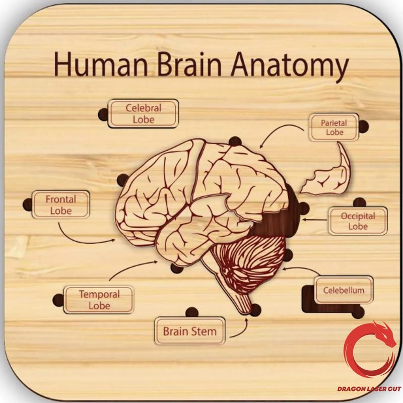 Human Body Puzzle - Etsy