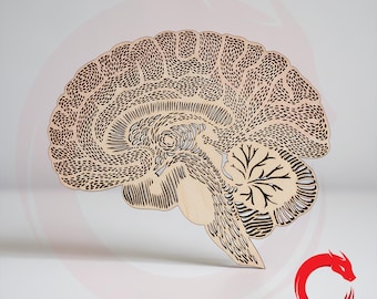 Laser Cut Human Brain Anatomy Wooden Puzzle SVG Glowforge Cutting Brain ...