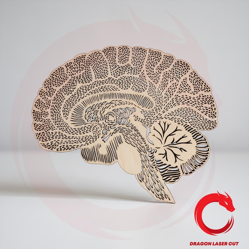 Laser Cut Human Brain Anatomy Wooden Puzzle SVG Glowforge Cutting Brain ...