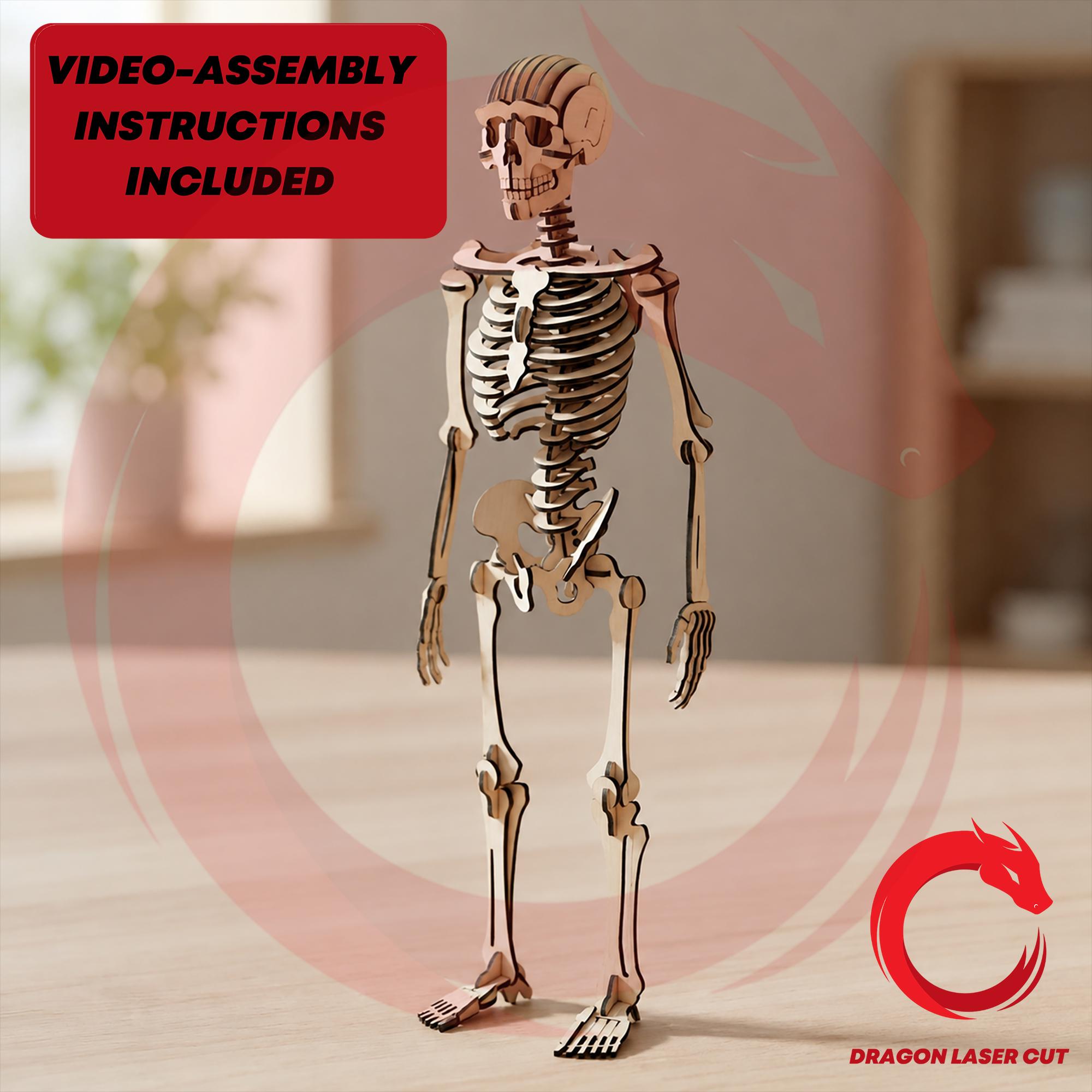Laser Cut File Three-dimensional Human Skeleton Puzzle SVG Glowforge ...