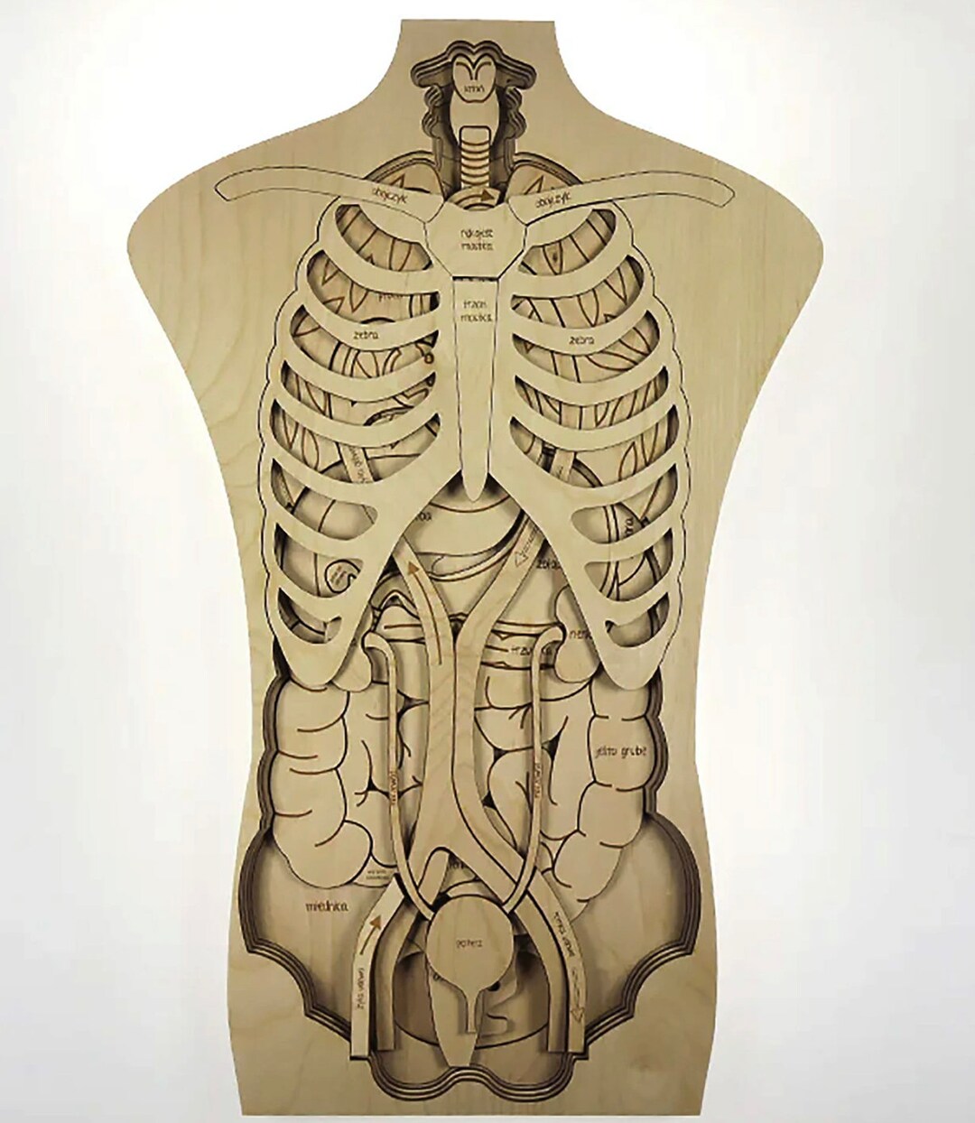 Laser Cut Human Body Wooden Model SVG Bundle Glowforge Laser Cutting ...