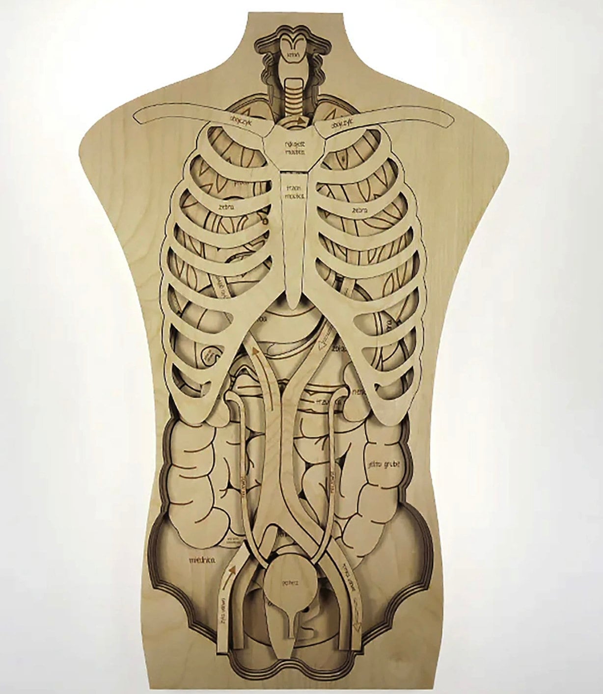Modelo de madera del cuerpo humano cortado con láser, paquete SVG ...