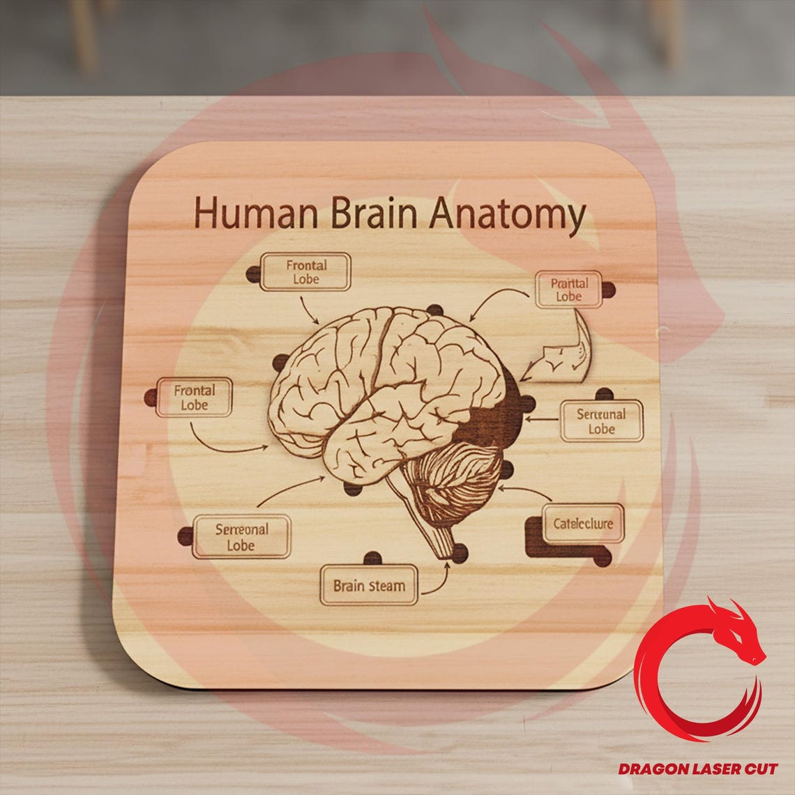 Laser Cut Human Brain Anatomy Wooden Puzzle SVG Glowforge Cutting Brain ...