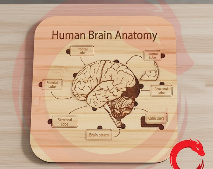 Laser Cut Human Brain Anatomy Wooden Puzzle SVG Glowforge Cutting Brain ...