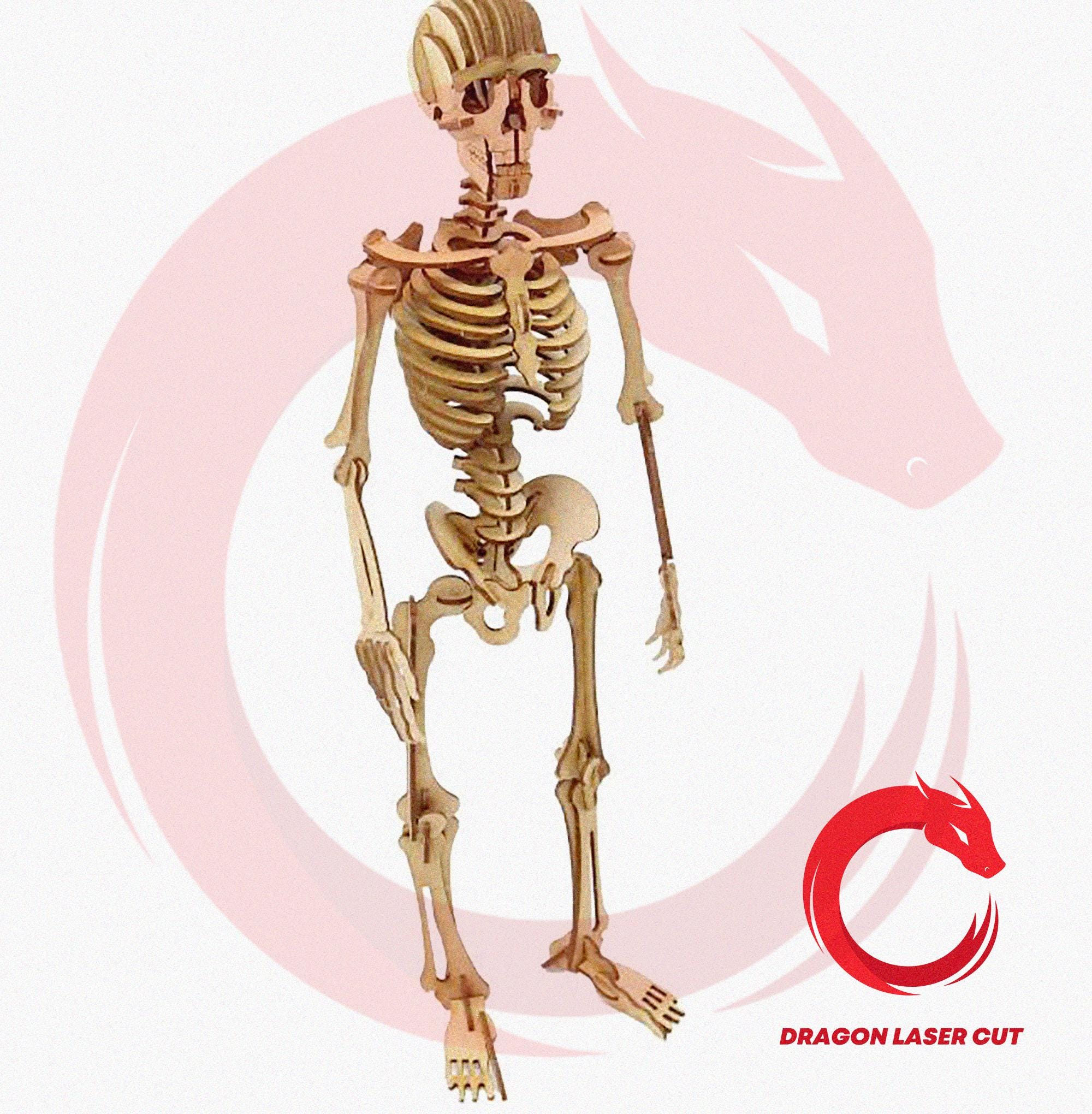 Laser Cut File Three-dimensional Human Skeleton Puzzle SVG Bundle ...