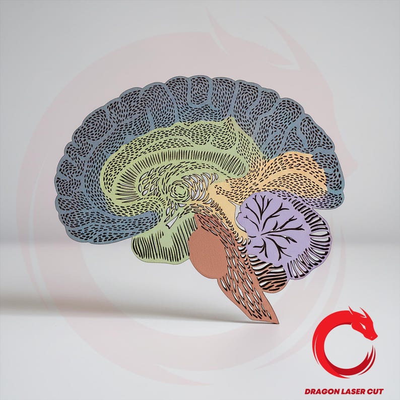 Laser Cut Human Brain Anatomy Wooden Puzzle SVG Glowforge Cutting Brain ...