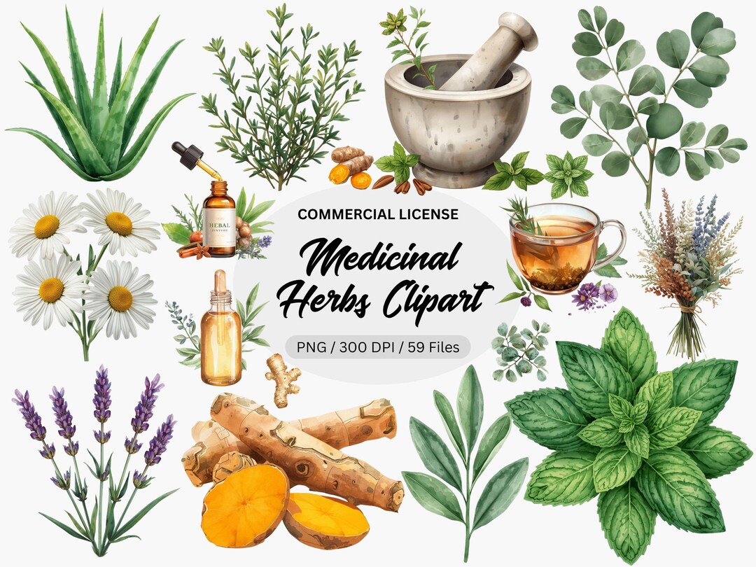Medicinal Herbs Clipart PNG Bundle, Watercolor Botanical Plants, Herbal ...