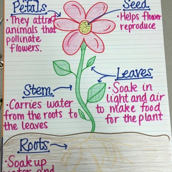 Parts of a Plant Poster - Etsy