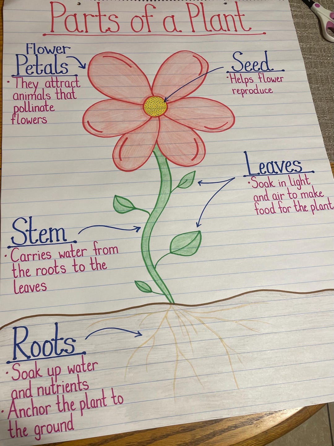 Parts of a Plant Science Anchor Chart Primary Elementary Classroom ...