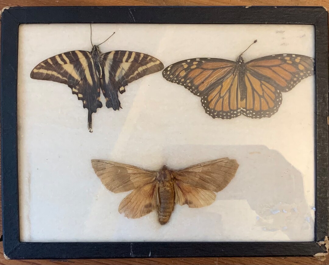 1963 Taxidermy Butterfies & Moth Preserved Monach Butterfly Swallowtail ...