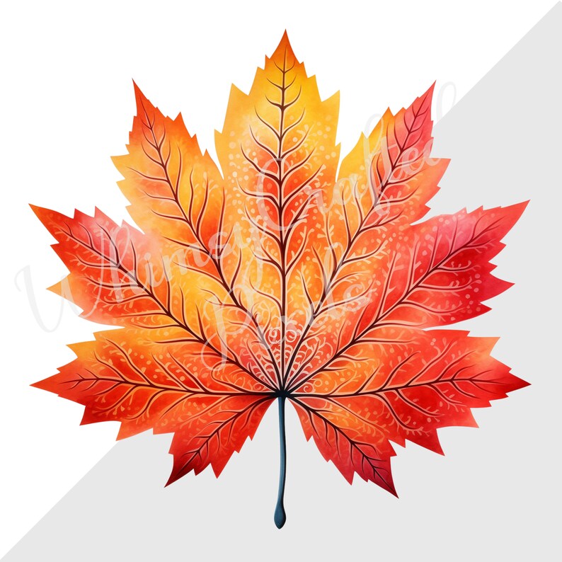 Colorful Maple Leaf Clip Art Set | Fall Digital Images | for Scrapbooks ...