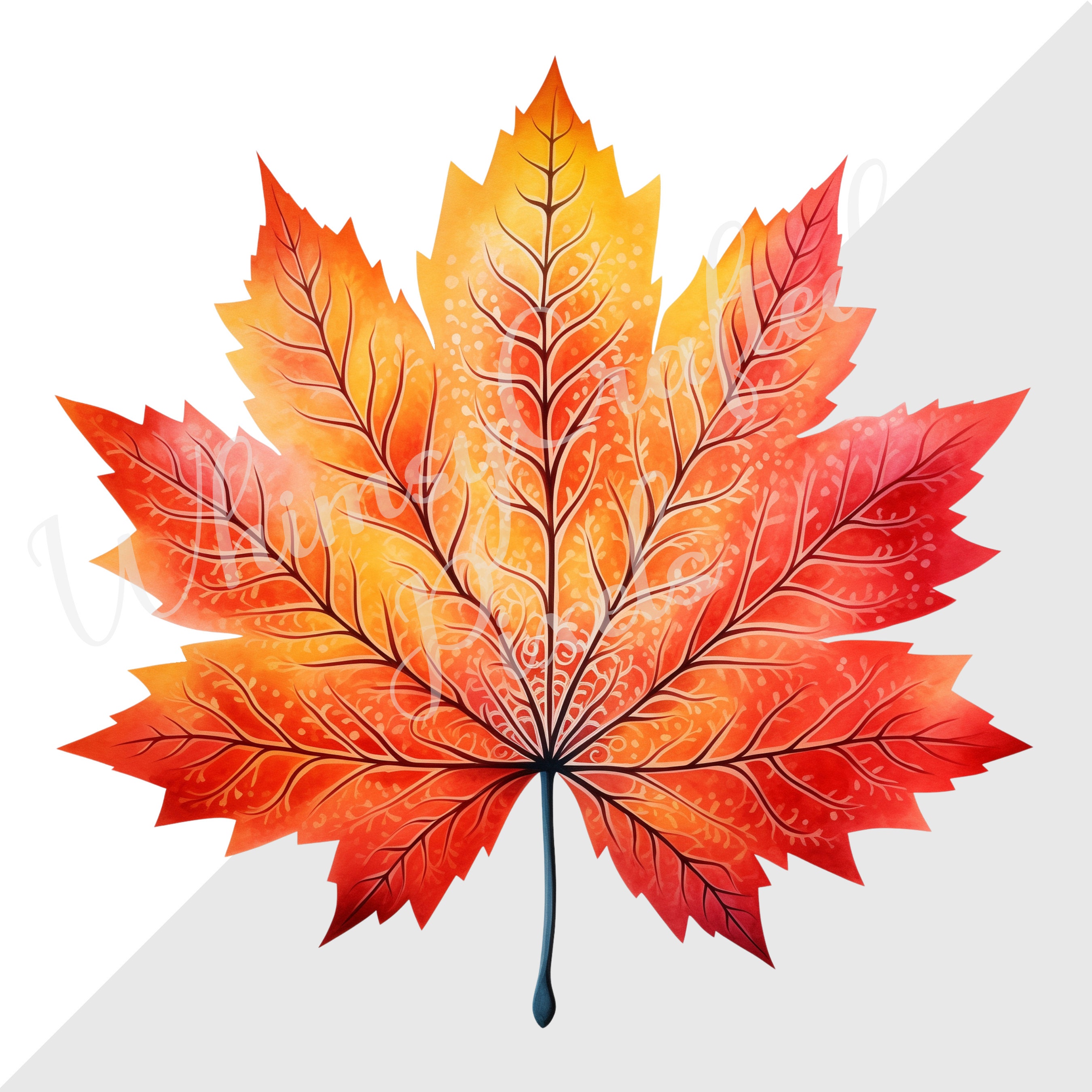 Colorful Maple Leaf Clip Art Set | Fall Digital Images | for Scrapbooks ...