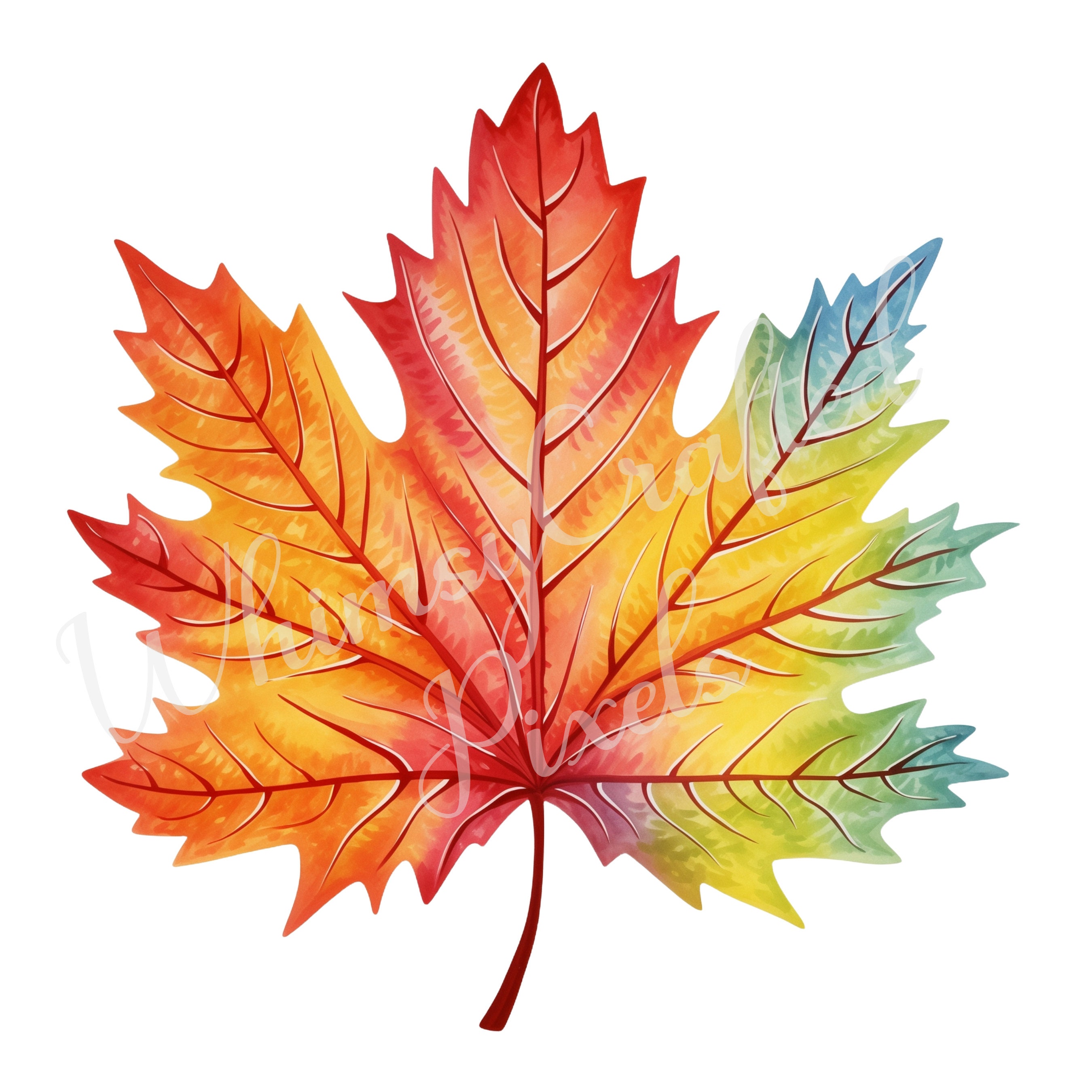Colorful Maple Leaf Clip Art Set | Fall Digital Images | for Scrapbooks ...
