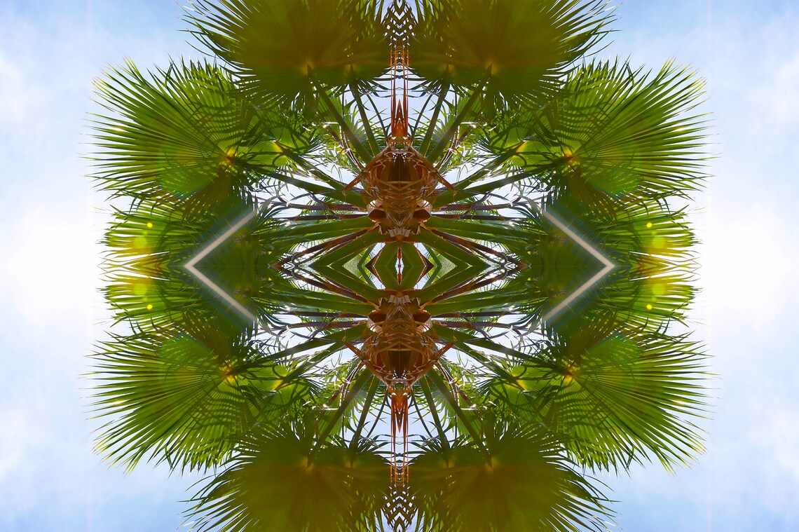 California Photography Palm Tree Fine Art Photographic Print - Etsy