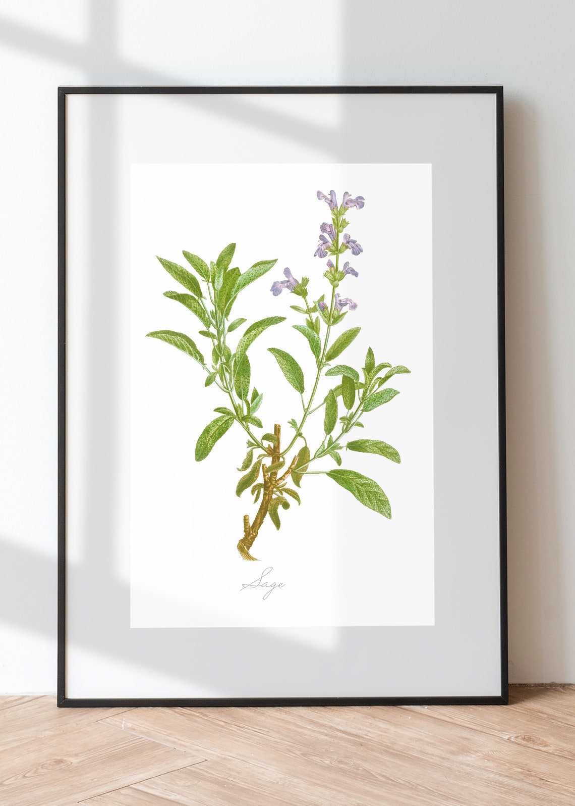 Vintage Sage Botanical Drawing Print Archival Decor Wall Art - Etsy