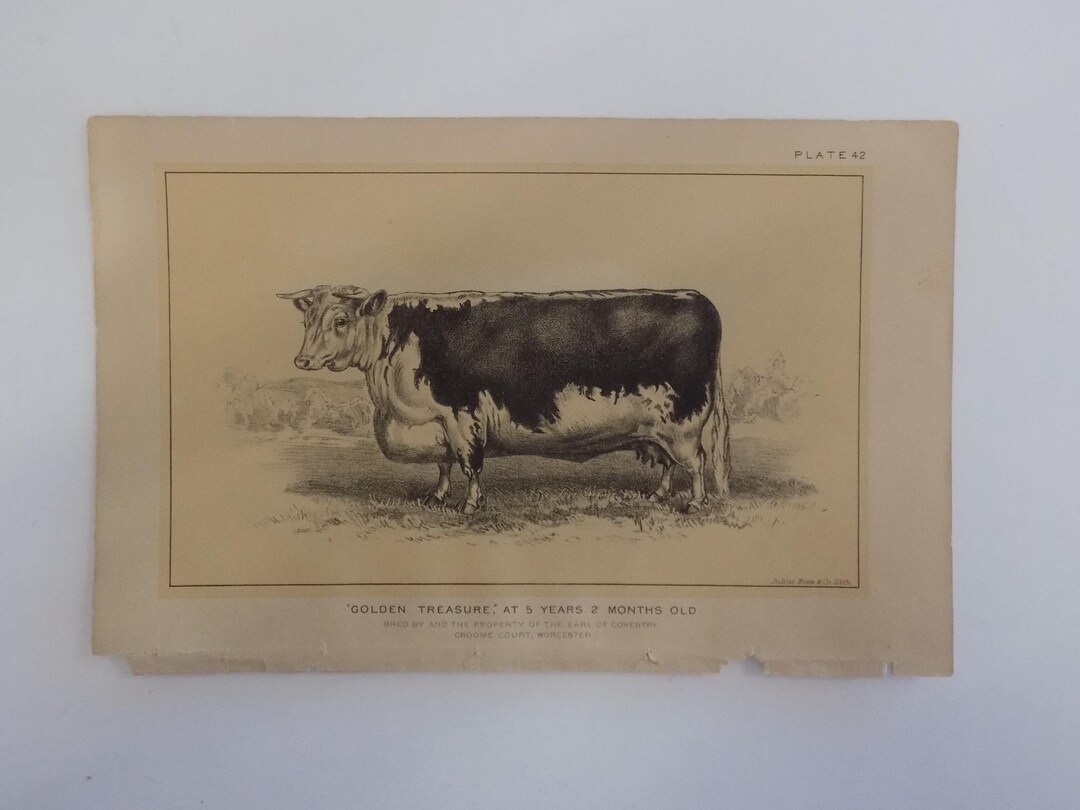 Animals, Cows, Bulls, Cattle, Farm, Antique, Lithograph - Etsy