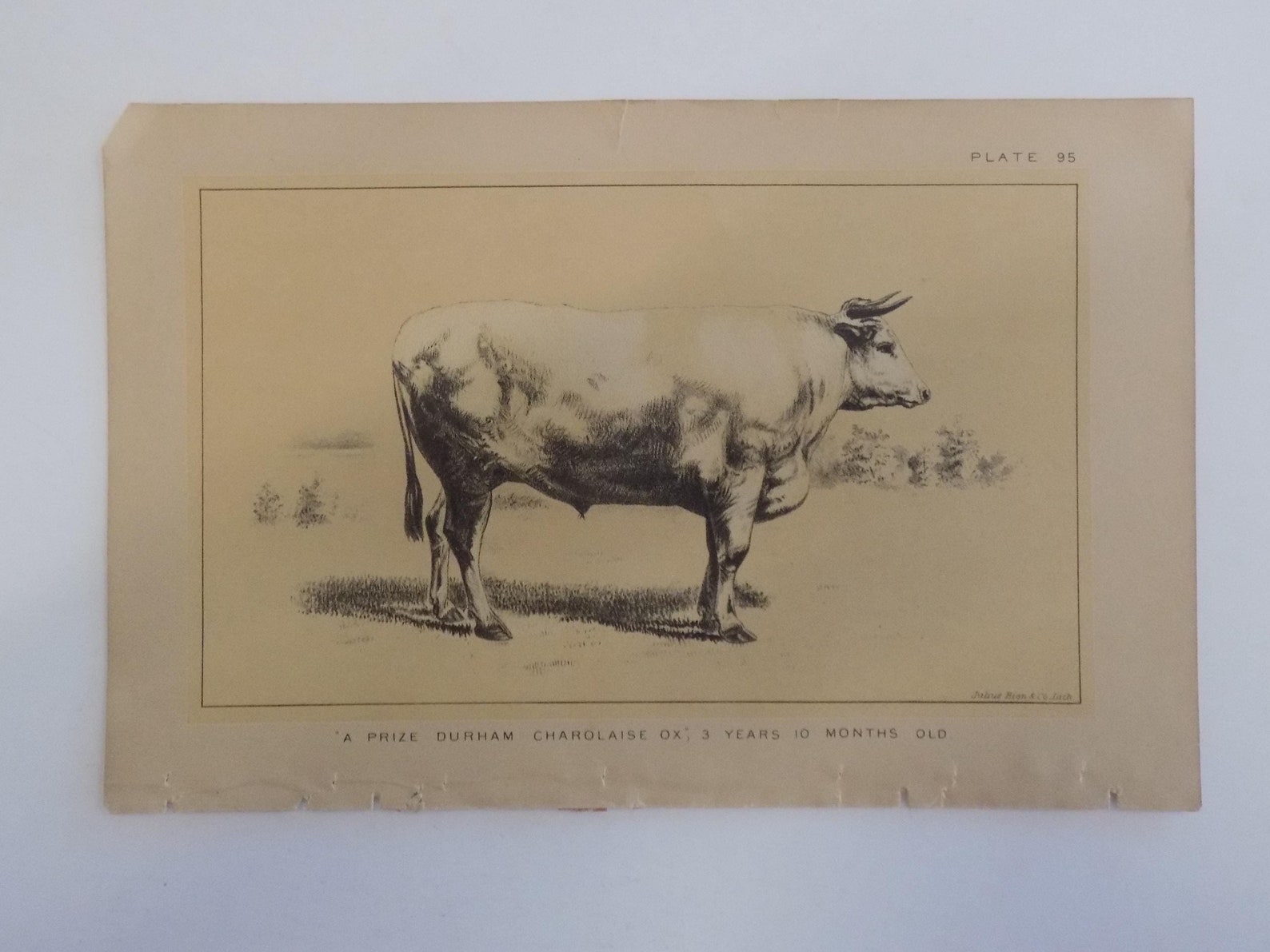 Animals, Cows, Bulls, Cattle, Farm, Antique, Lithograph - Etsy