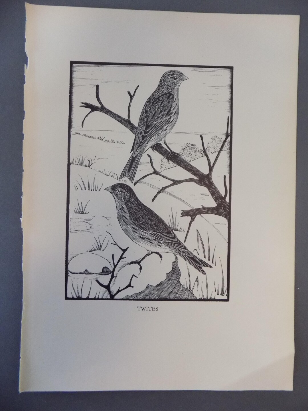 Birds, Eric Fitch Daglish, British Isles, Twites - Etsy