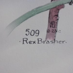 FREE SHIPPING!!!! Birds, Rex Brasher, Vintage, Hand Color, Plate 509 ...