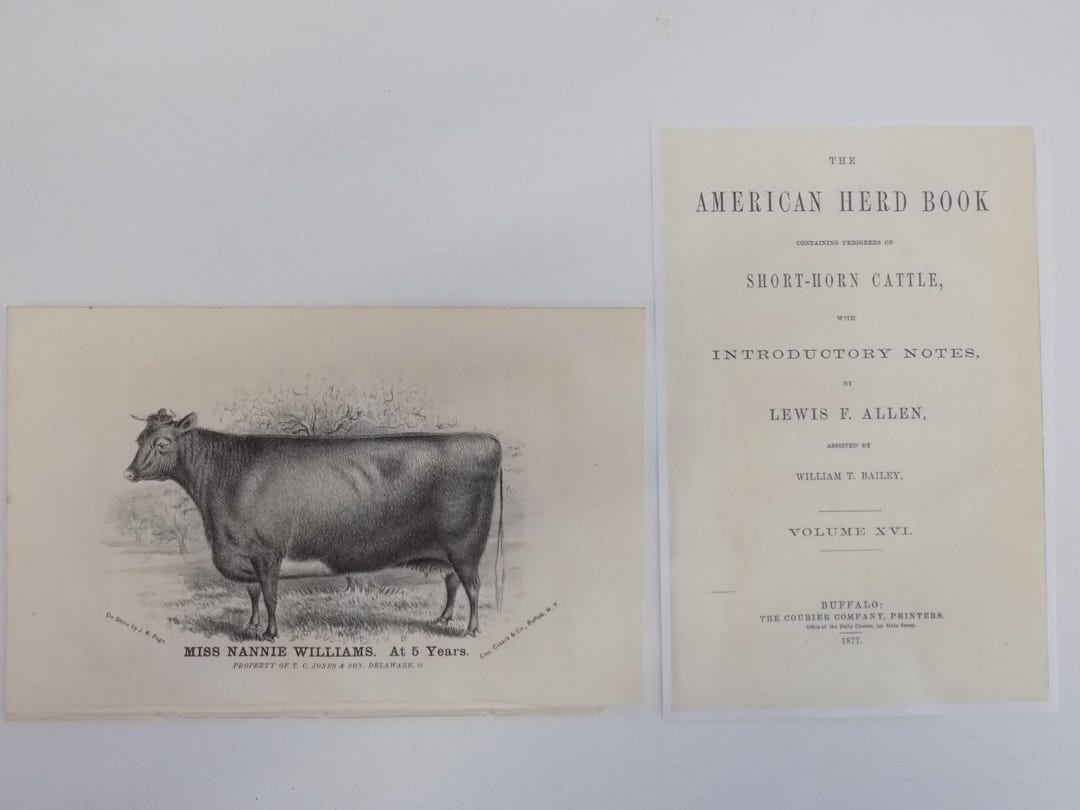 Cattle, Cows, Short-horn Cattle, Lewis F. Allen - Etsy