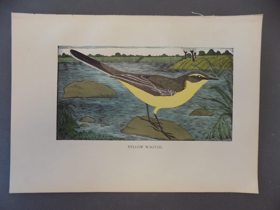 FREE SHIPPING!!!! Birds, Eric Fitch Daglish, British Isles, Yellow ...
