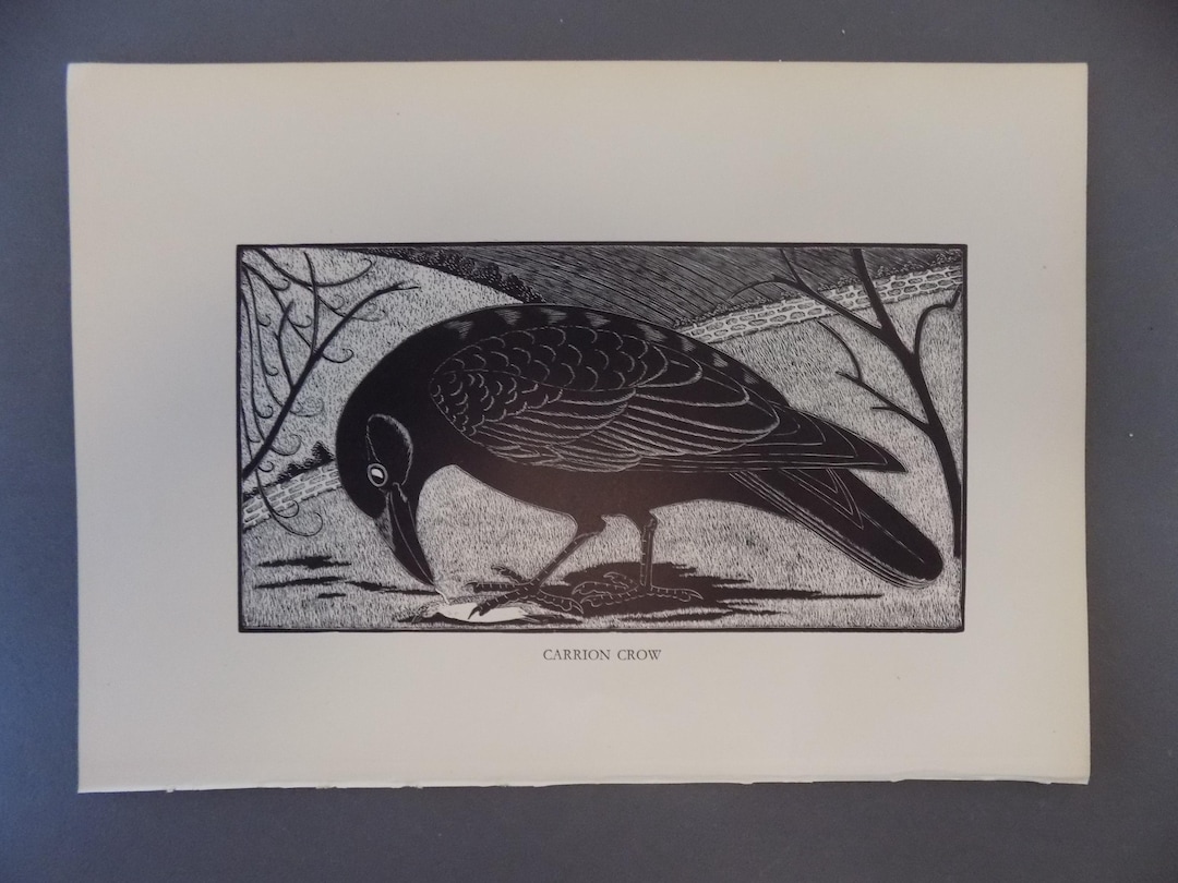 Birds, Eric Fitch Daglish, British Isles, Carrion Crow - Etsy