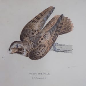 Hand Colored Prints, Birds, Botanical, Rural Hours, Whippoorwill - Etsy