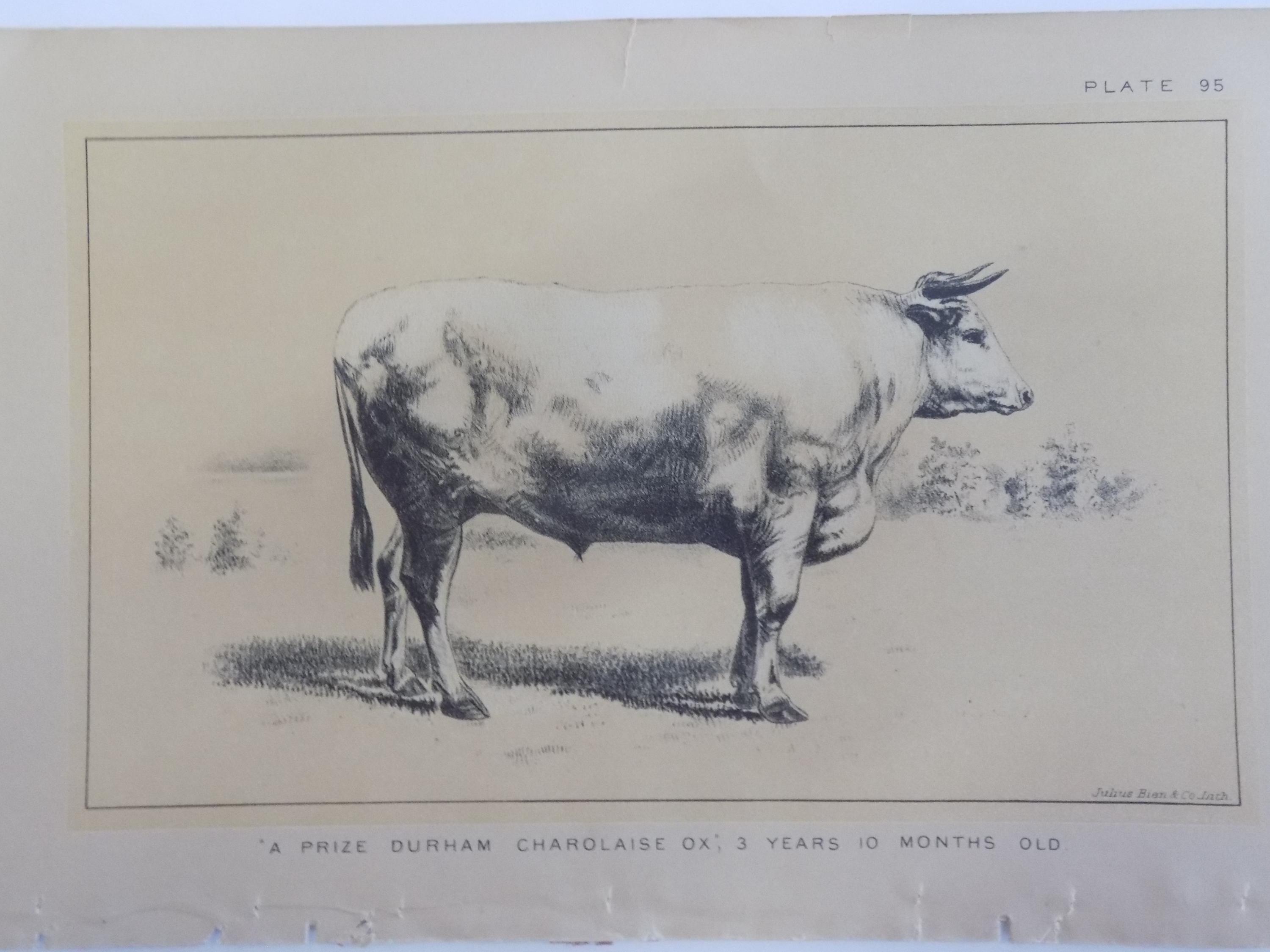 Animals, Cows, Bulls, Cattle, Farm, Antique, Lithograph - Etsy