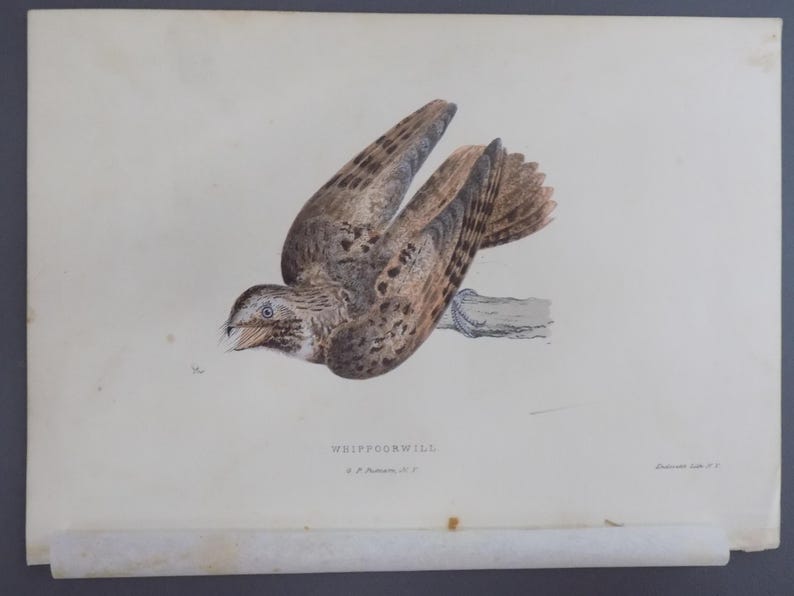 Hand Colored Prints, Birds, Botanical, Rural Hours, Whippoorwill - Etsy